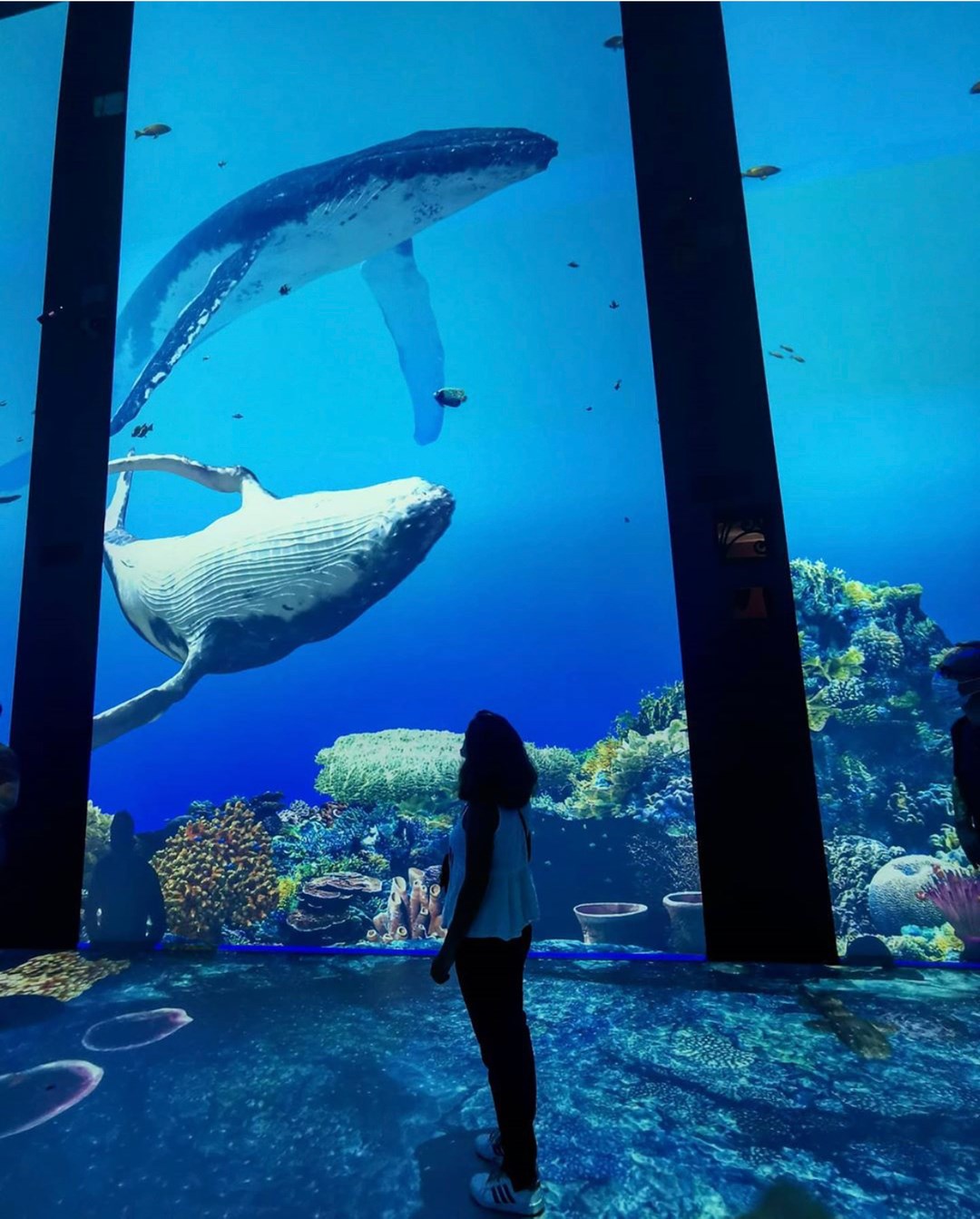 Musée océanographique de Monaco - N°1 Visite Guidée Monaco